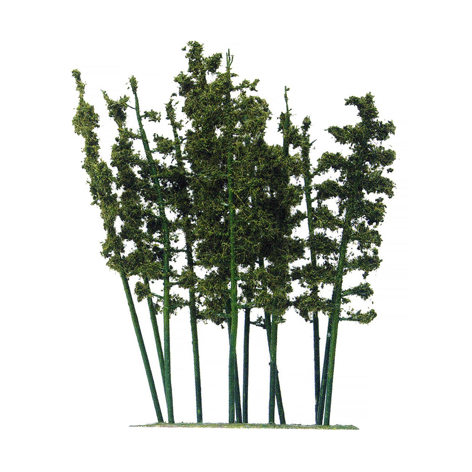 N Scale Bamboo– Hobbyco Imports